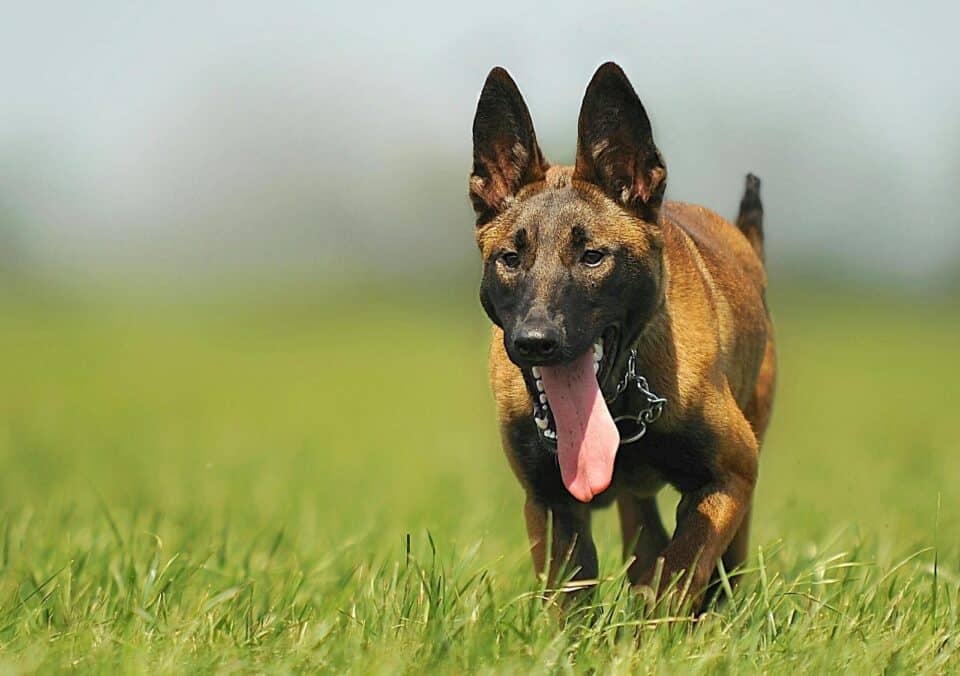 Meet 7 Military Dogs That Became National Heroes in the U.S. - Animals ...