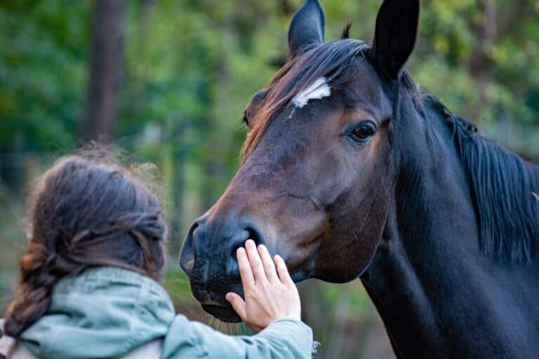 Can Animals Really Sense Our Emotions?