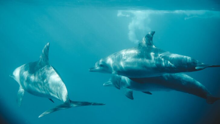How Dolphins Are Helping Scientists Study Ocean Health - Animals Around ...