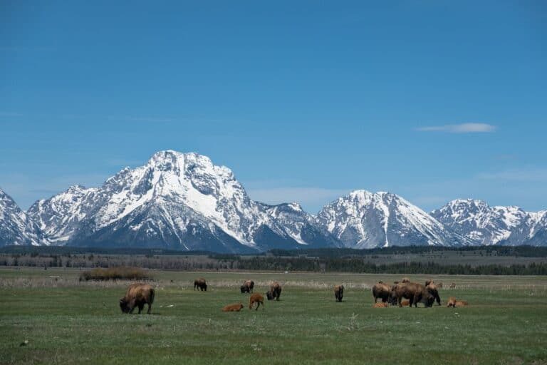 The Unexpected Link Between Bison and Grassland Restoration - Animals ...