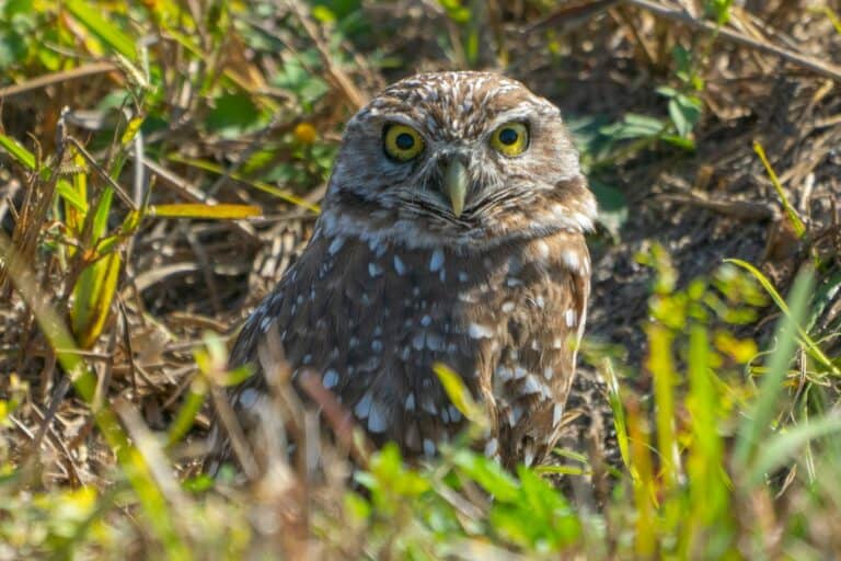 15 Nocturnal Animals You will Only See After Dark - Animals Around The ...
