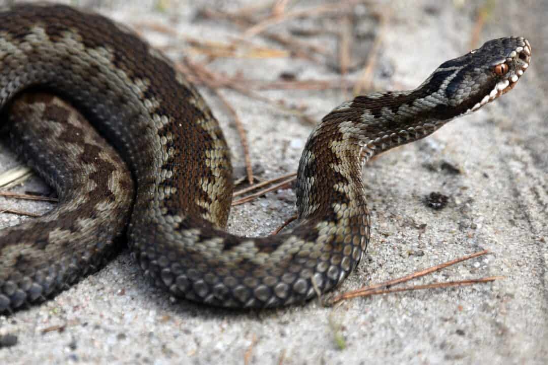 Do Snakes Get Attached to Their Owners? - Animals Around The Globe