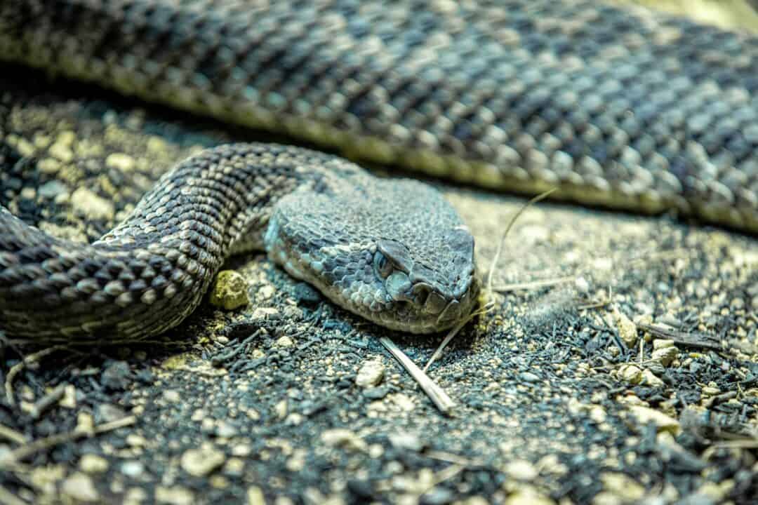 Do Snakes Get Attached to Their Owners? - Animals Around The Globe
