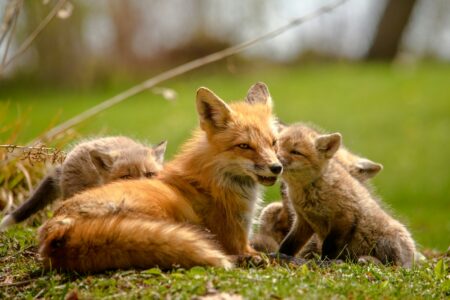 Do Foxes Mate for Life? Inside Their Family Structure