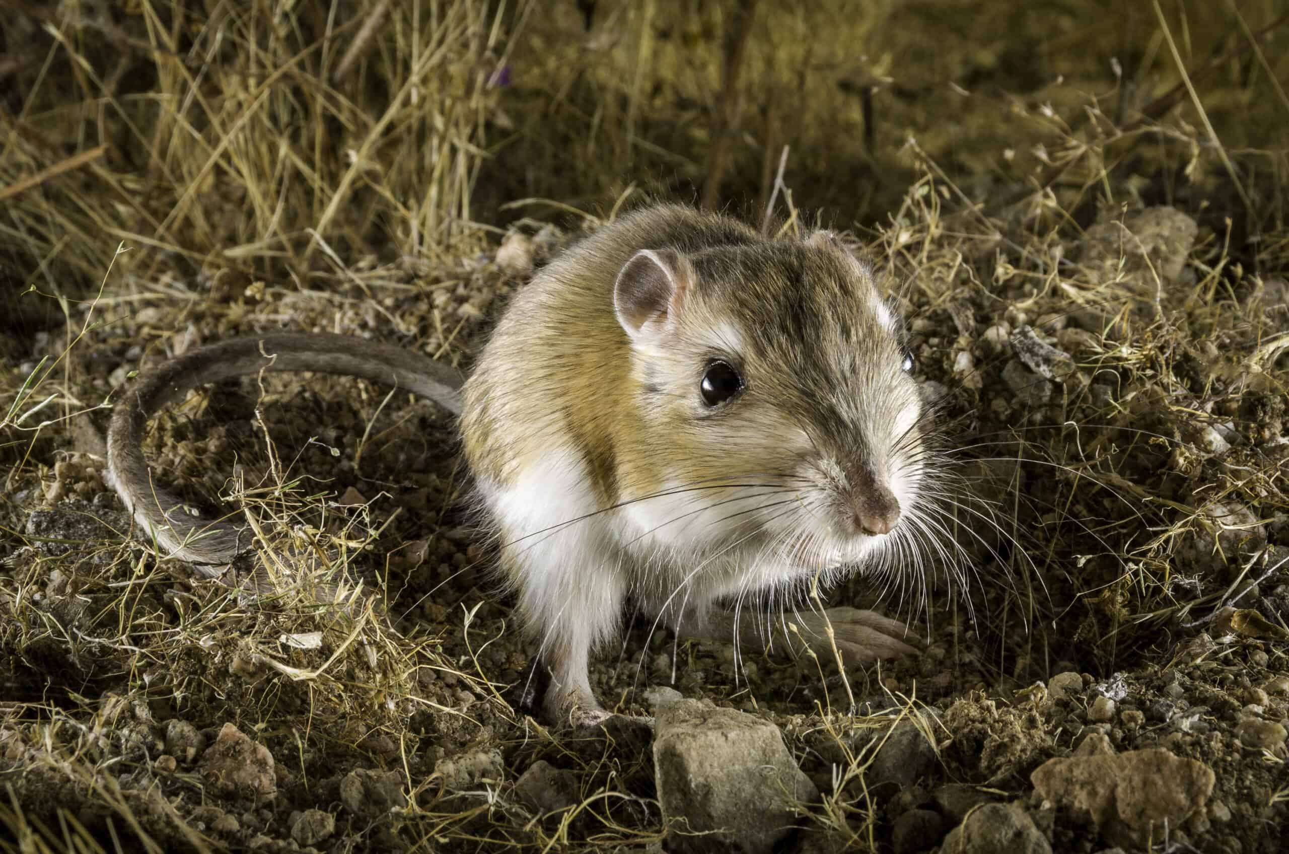 Why This Animal Can Survive Without Water for Decades - Animals Around ...