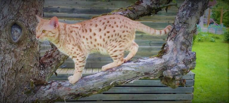 9 Cat Breeds With the Most Stunning Fur Patterns - Animals Around The Globe