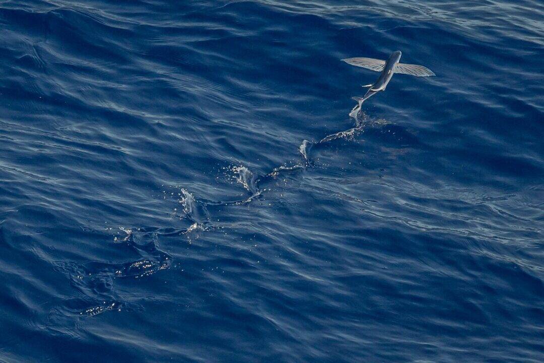 The Flying Fish: How Some Fish Really Take to the Air - Animals Around ...