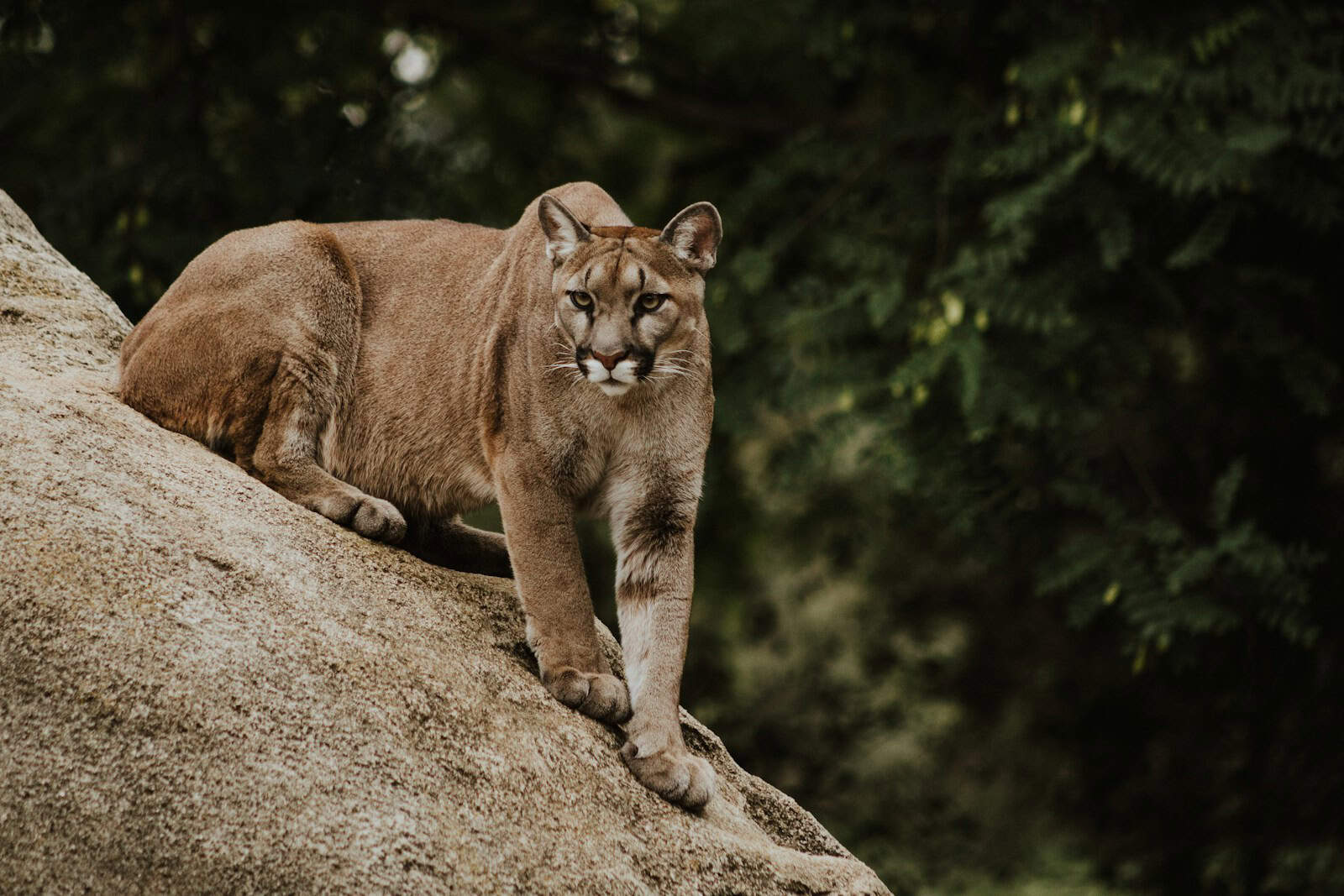 The Most Elusive Big Cats Still Prowling America