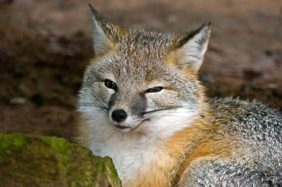 12 Fox Breeds from Around the World (and Where They Live) - Animals ...