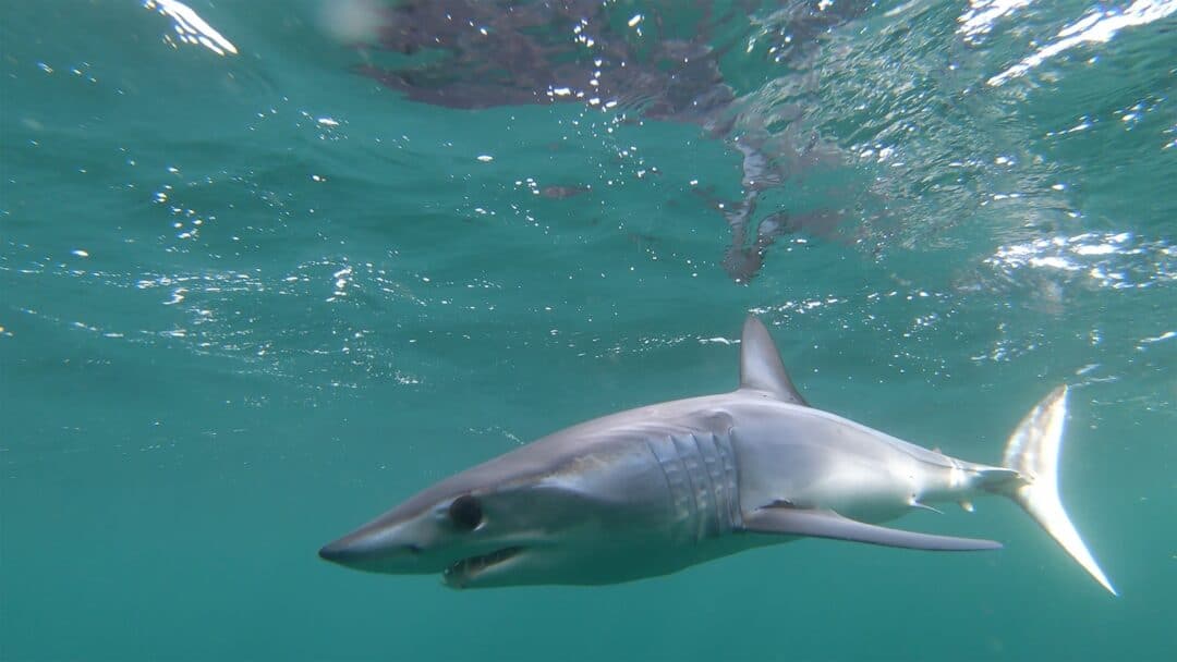This Shark Is the Fastest Swimmer in the Sea Here’s Why - Animals ...