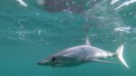 This Shark Is the Fastest Swimmer in the Sea Here’s Why - Animals ...