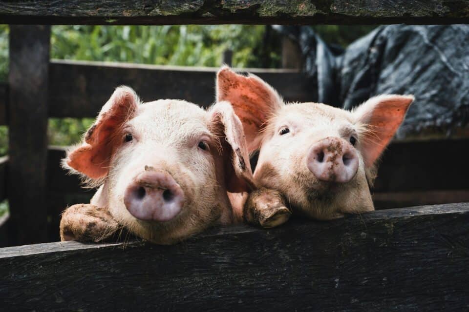 Why Pigs Are Smarter Than You Think—Backed by Research
