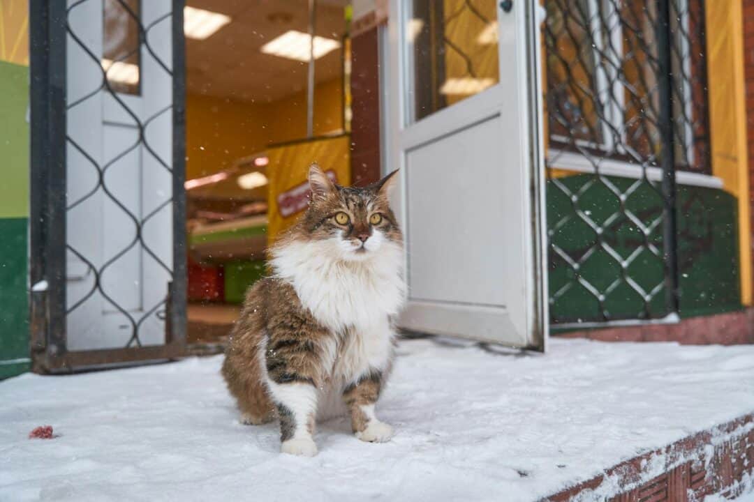9 Cat Breeds With the Most Stunning Fur Patterns - Animals Around The Globe