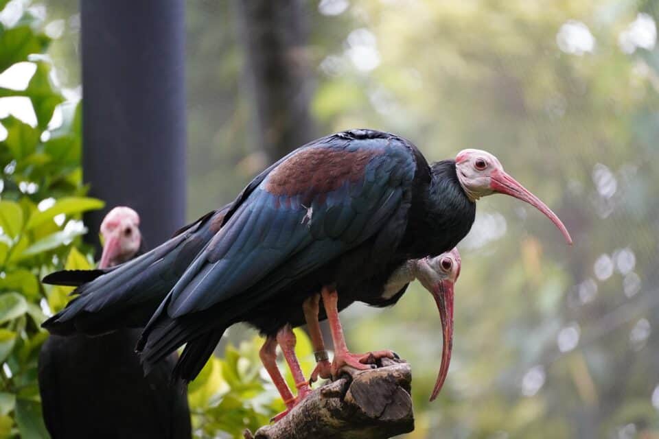 Innovations in Wildlife Protection: Tools and Strategies - Animals ...