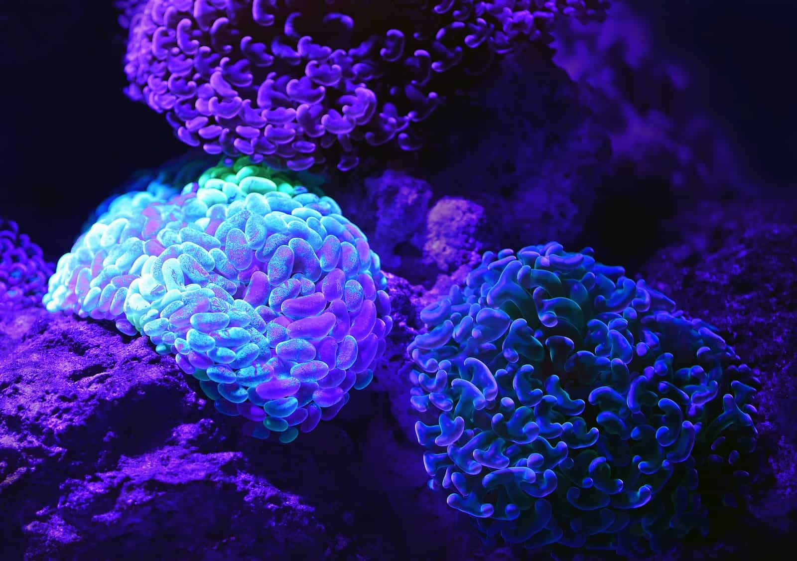 Astronauts Found Microbes Surviving in Space for Years - Animals Around ...
