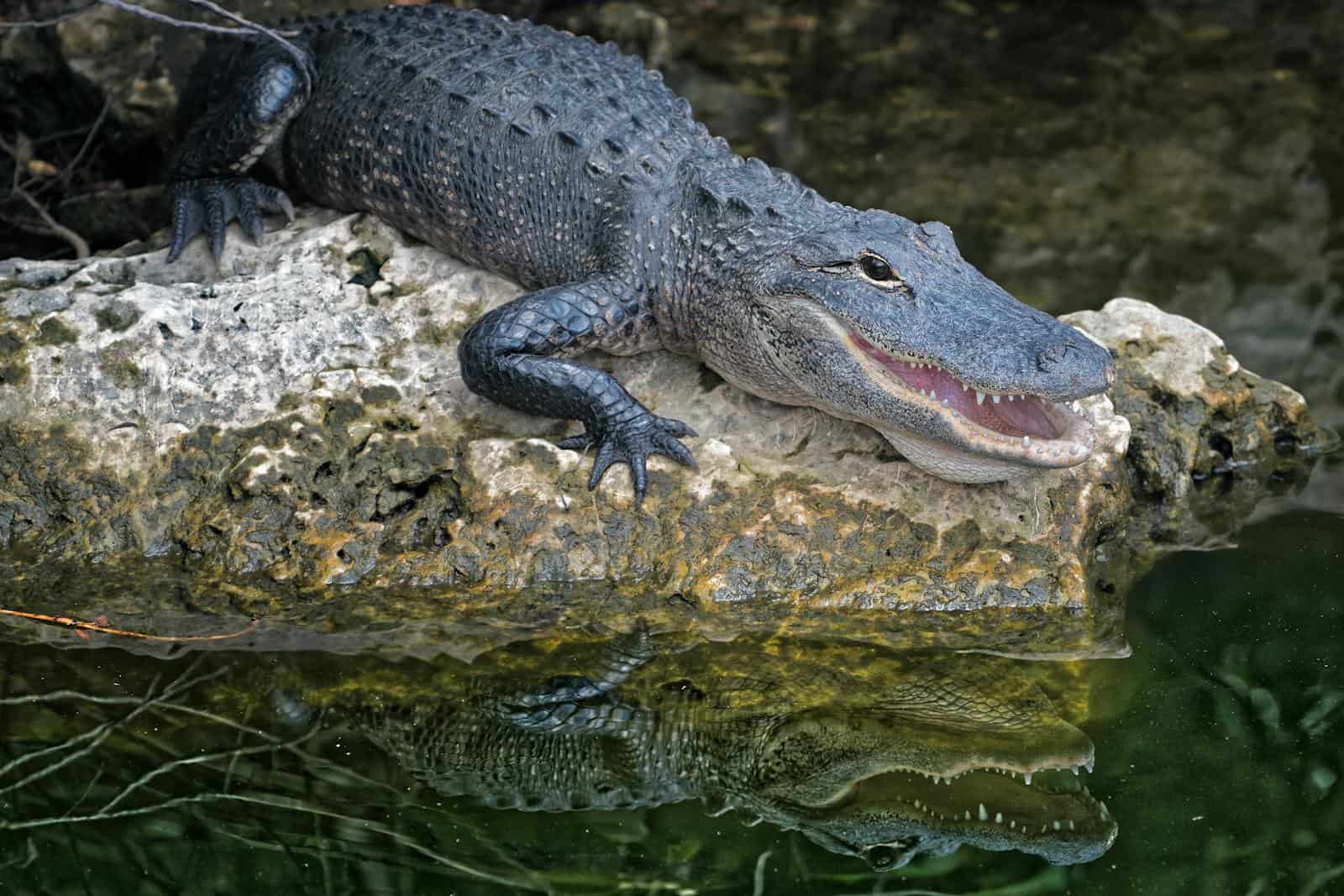 These Wetlands Host More Alligators Than Anywhere Else