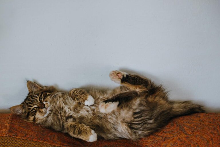 9 Cat Breeds With the Most Stunning Fur Patterns - Animals Around The Globe