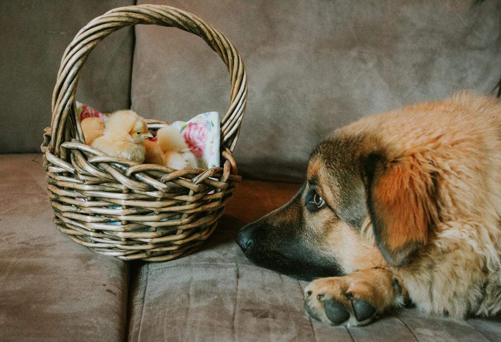 9 Incredible Animal Friendships You Won’t Believe Exist - Animals ...