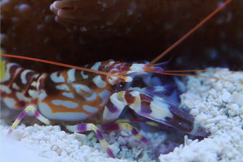 How the Pistol Shrimp Wields a Sonic Weapon - Animals Around The Globe