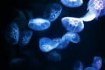 This Jellyfish Can Literally Reverse Its Aging Process