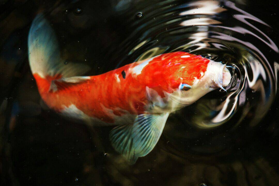 How Some Fish Can Breathe Both Underwater and on Land - Animals Around ...