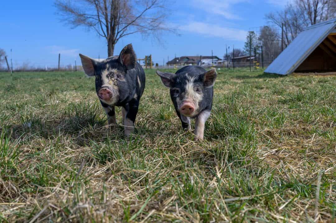 Why Pigs Are Smarter Than You Think—Backed by Research