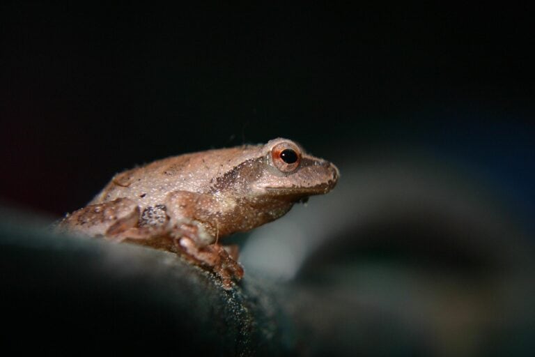 How Animals Predict Natural Disasters — Myth or Reality?