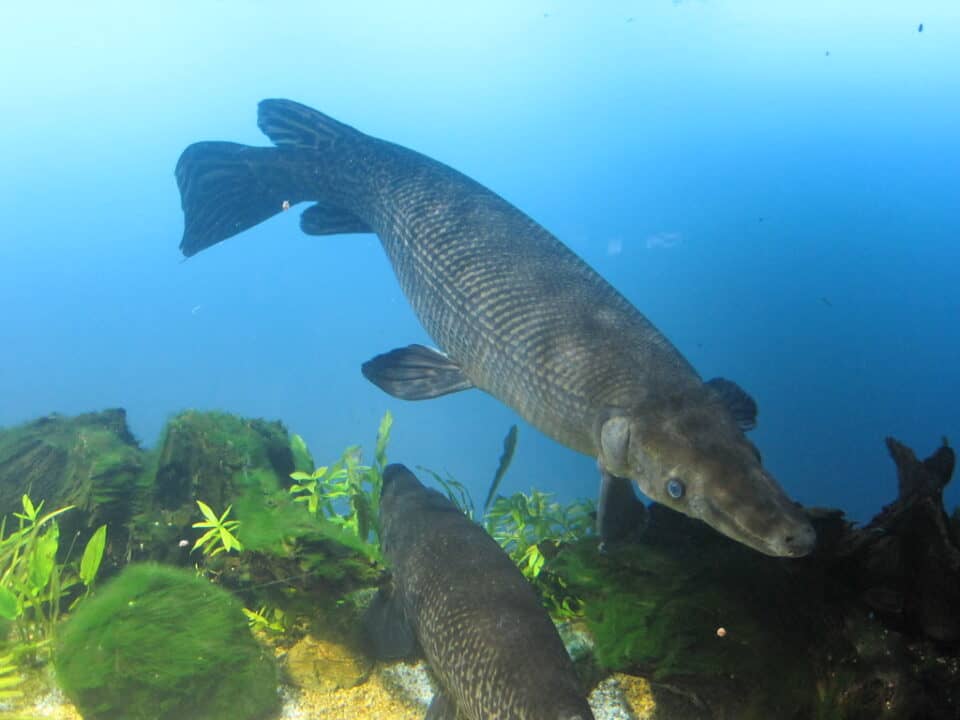These Ancient Fish Haven’t Changed in 200 Million Years - Animals ...