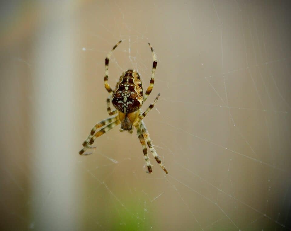 This Spider Can Fly Without Wings—Here’s How