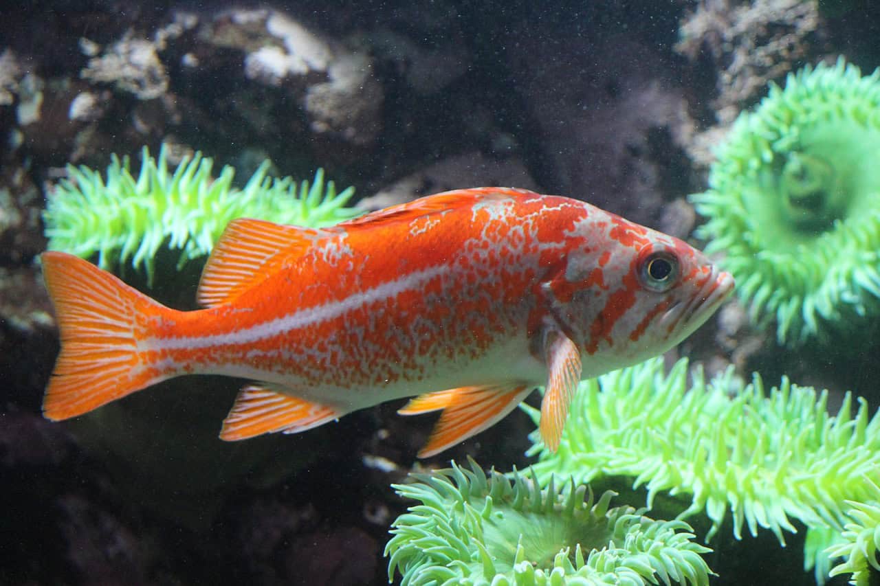 The Oldest Living Fish Discovered in the Pacific Ocean