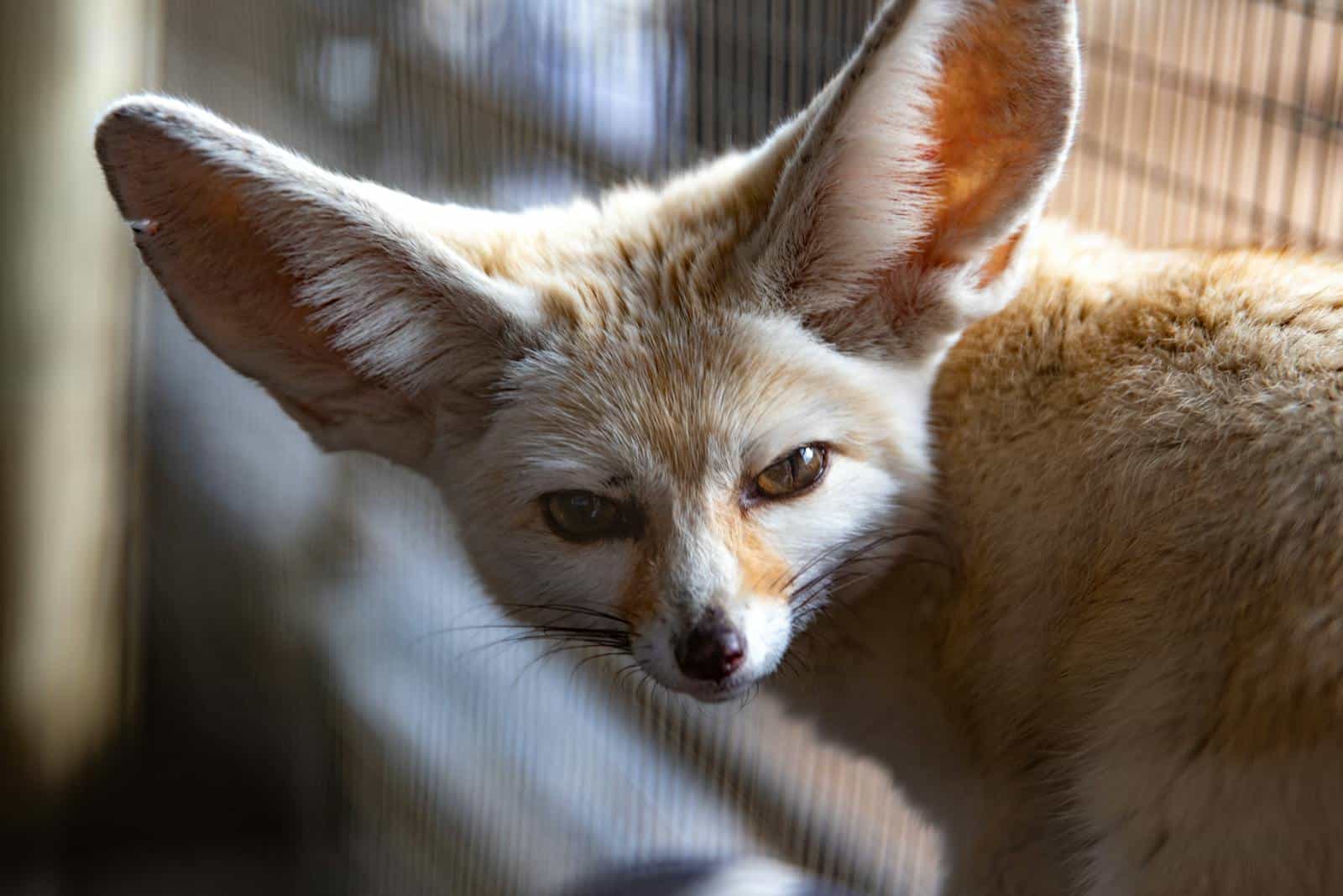 13 Exotic Pets That Are Legal in the U.S. - Animals Around The Globe