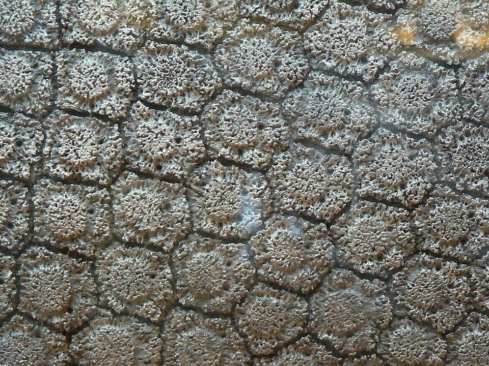 Scientists Stunned by the Largest 20,000-Year-Old Armadillo Fossils ...