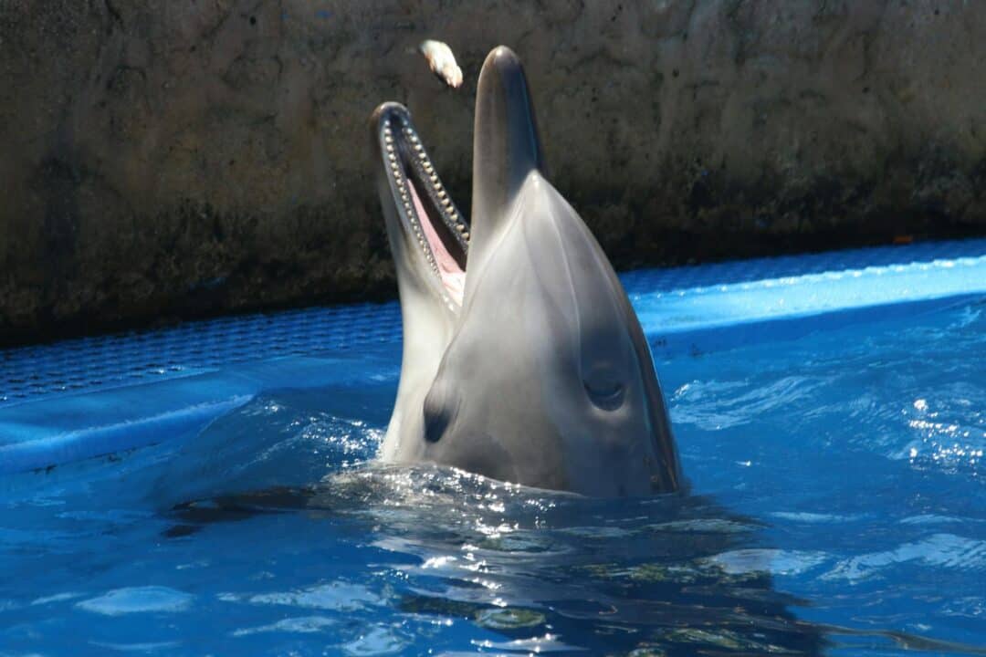 The Truth Behind Dolphin Smiles—It’s Not What You Think - Animals ...