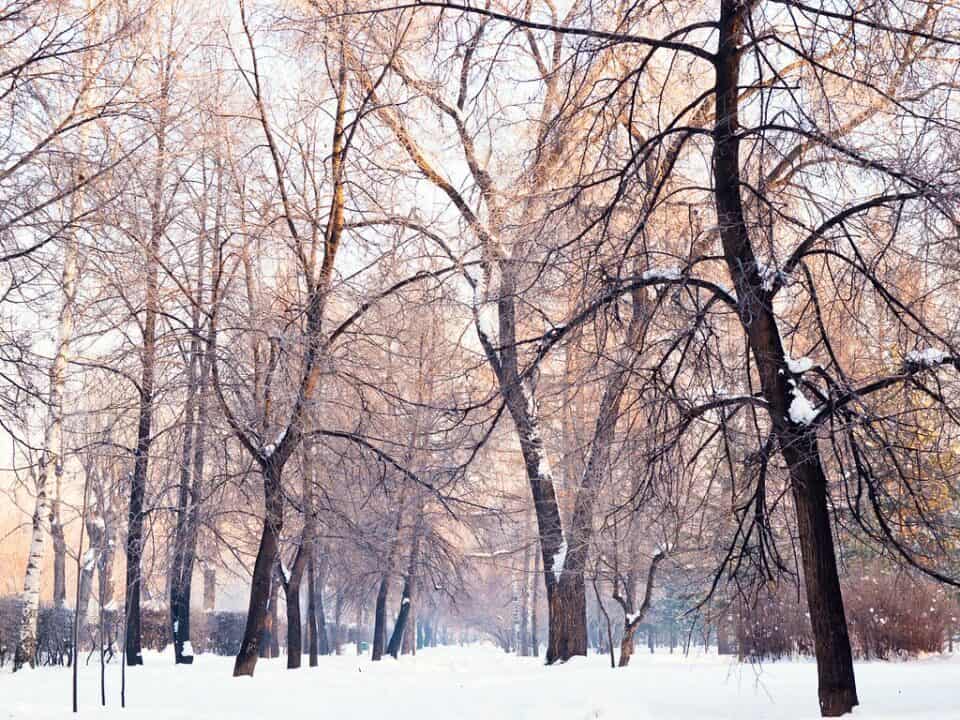 The Coldest Place on Earth Where Humans Actually Live - Animals Around ...