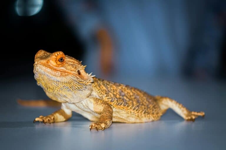 13 Reptiles That Actually Enjoy Being Handled - Animals Around The Globe