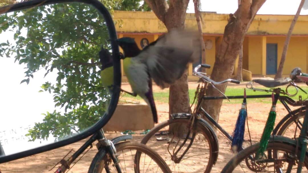 Can Birds Recognize Themselves in a Mirror? What Science Reveals