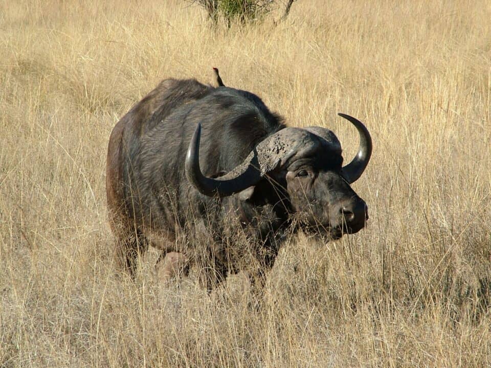 The Difference Between Bison and Buffalo (Explained) - Animals Around ...