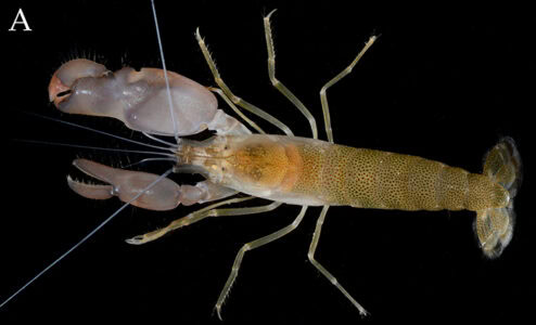 How the Pistol Shrimp Wields a Sonic Weapon - Animals Around The Globe