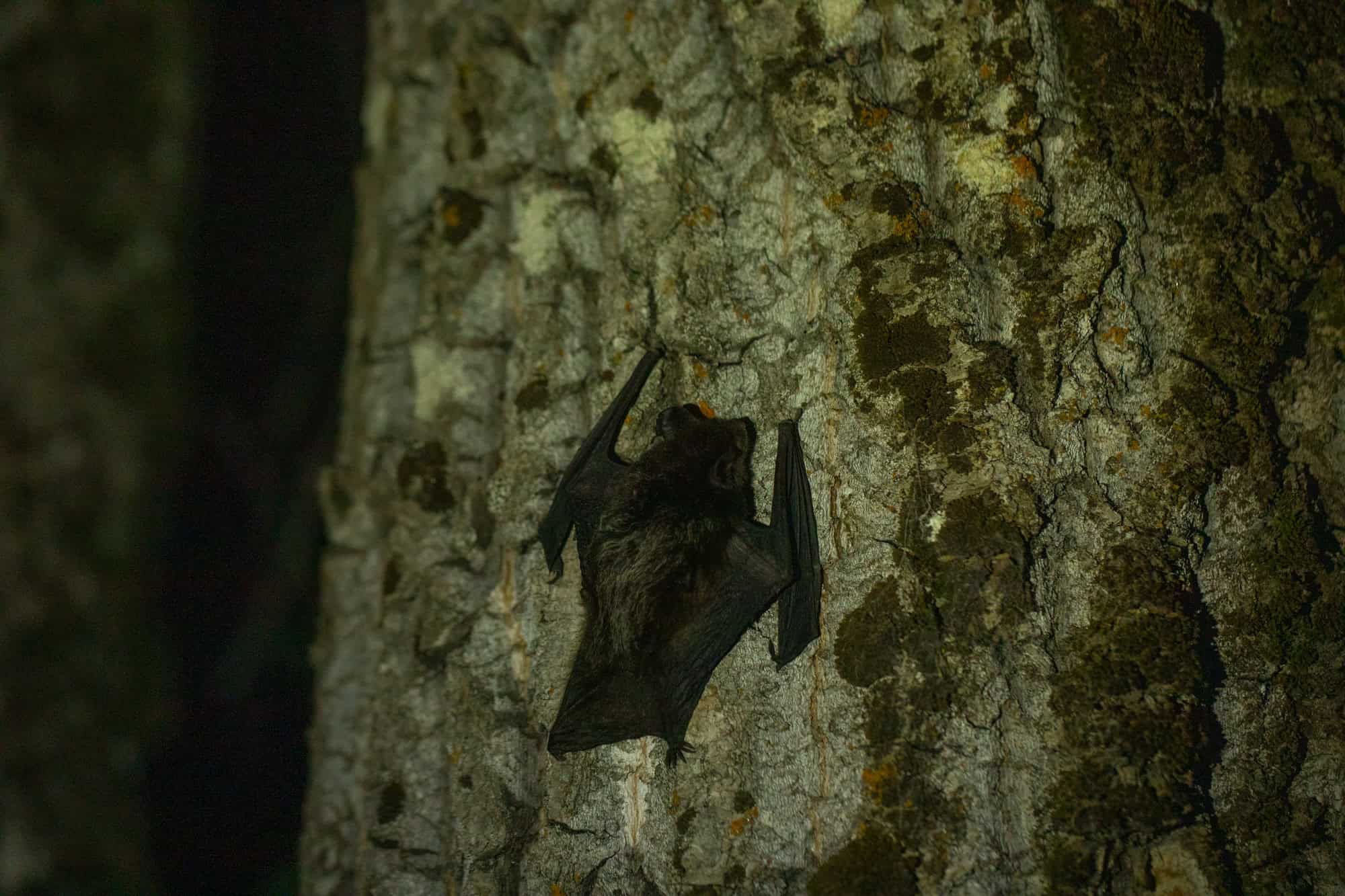 The Bat With a Face Straight Out of a Horror Movie