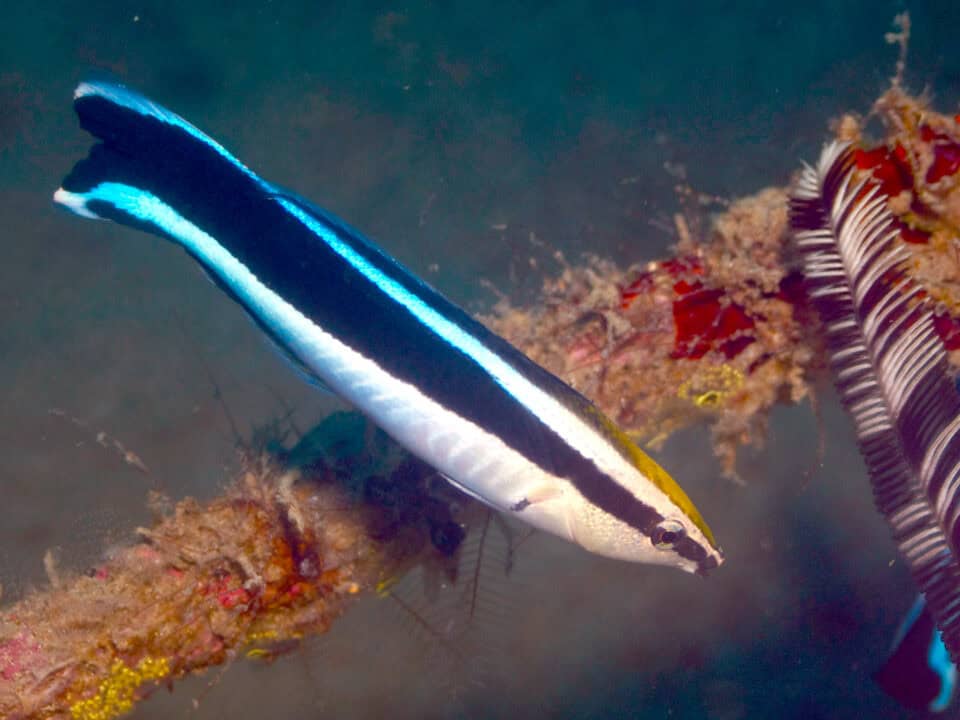 These Fish Can Recognize Themselves in a Mirror