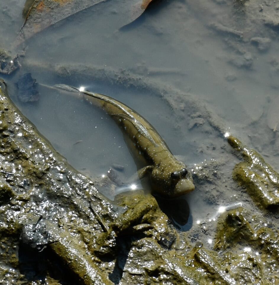 The Fish That Can Walk: Mudskippers Explained - Animals Around The Globe