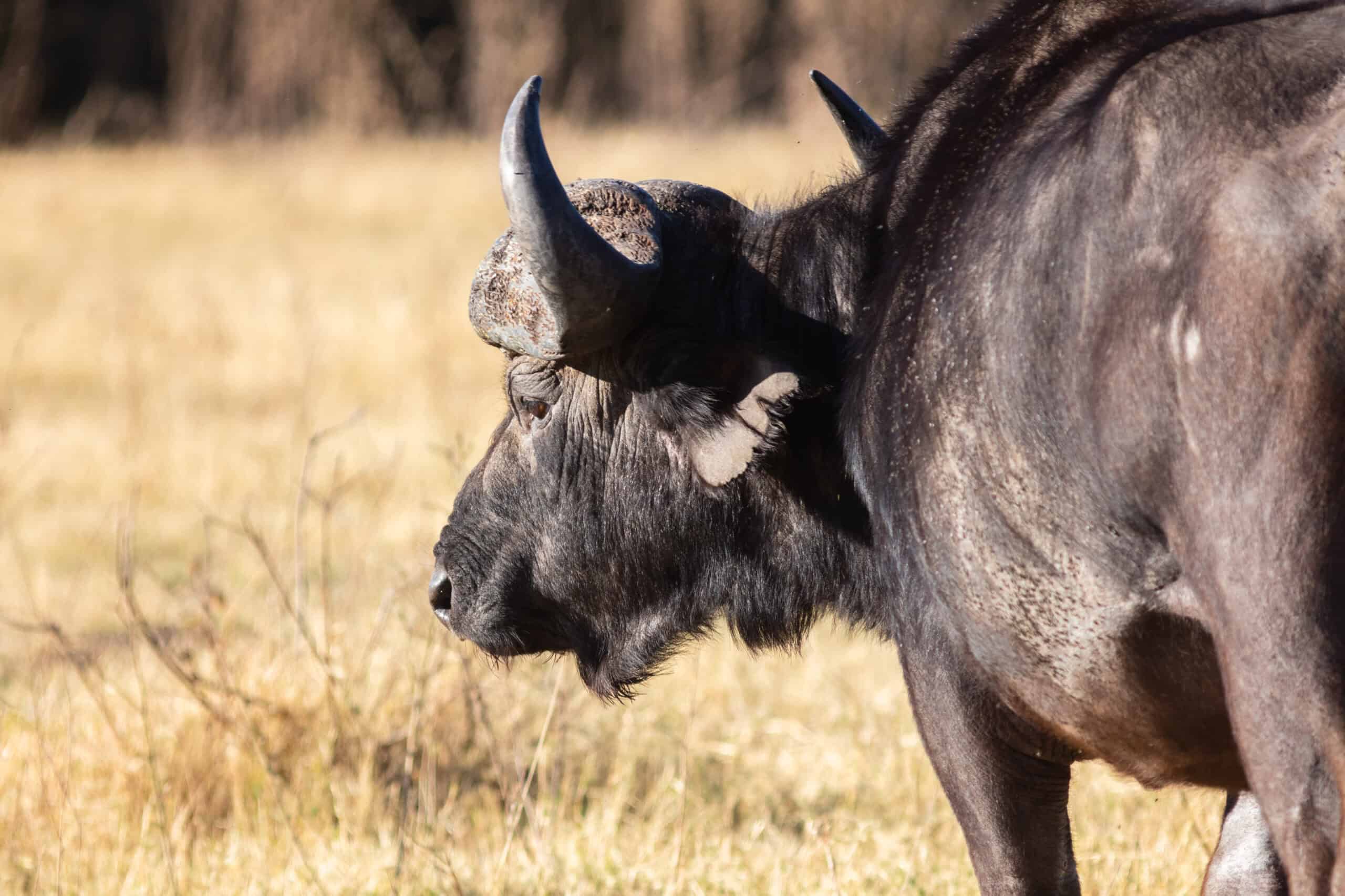 Crocodile vs. Buffalo: Nature’s Most Brutal Standoff - Animals Around ...