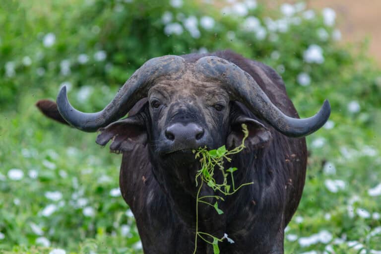 The Difference Between Bison and Buffalo (Explained) - Animals Around ...