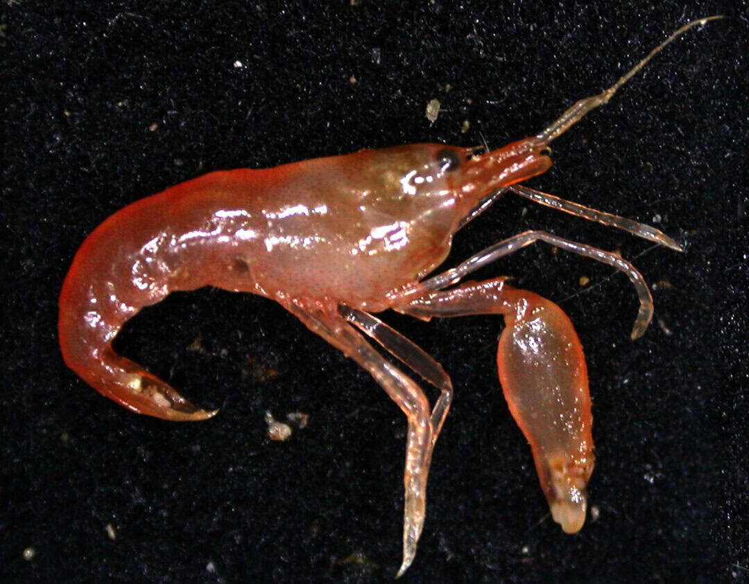 The Loudest Animal on Earth Is Only the Size of a Thumb
