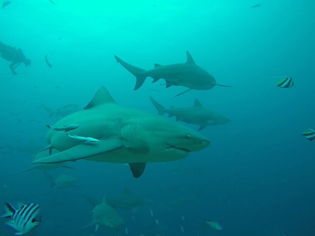 The Only Shark That Can Survive in Freshwater And Where Its Found ...