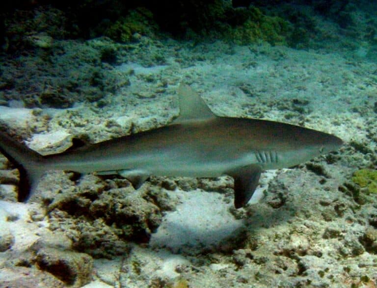 The Most Elusive Shark Species Found Off Hawaii