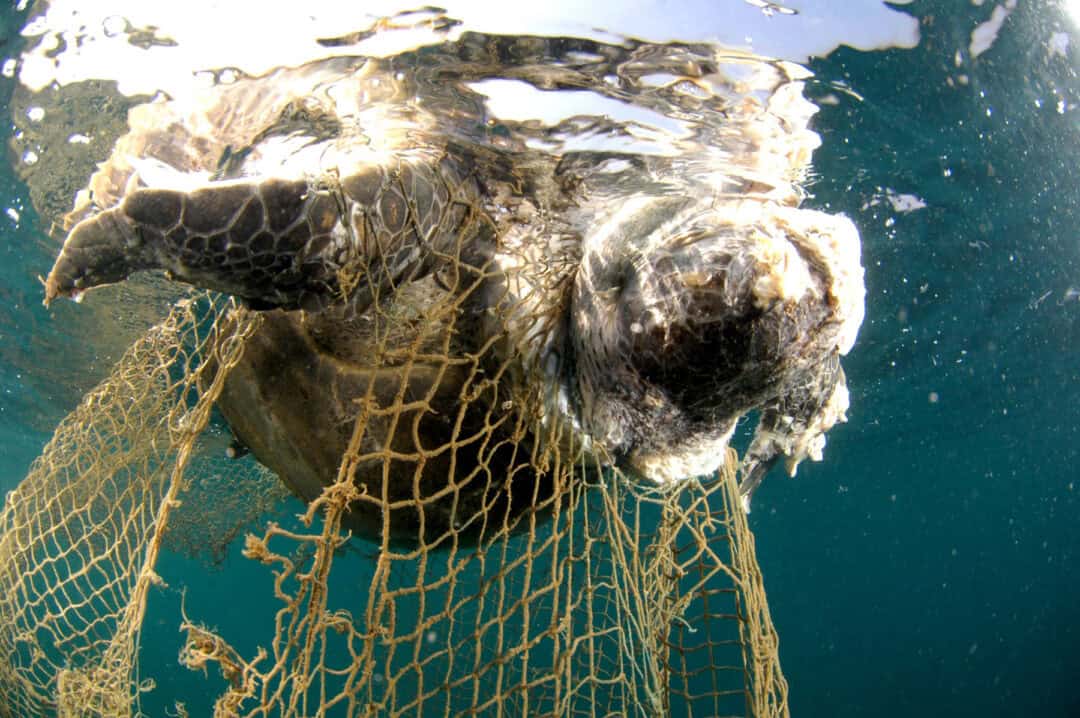 Why Sea Turtles Are Dying in Record Numbers—And What’s Being Done to ...