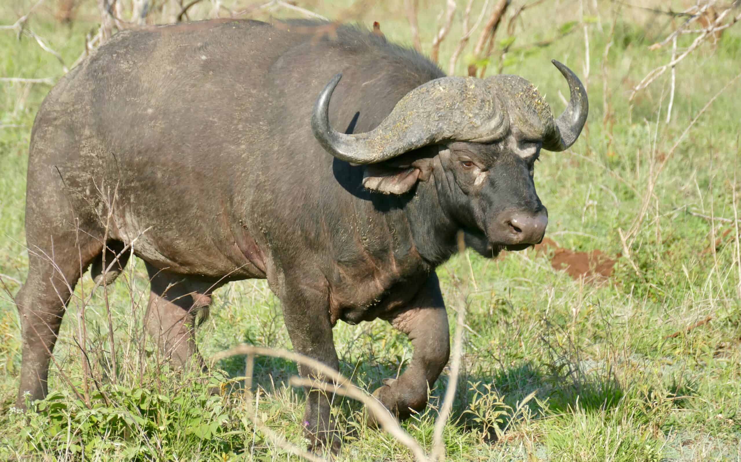 Crocodile vs. Buffalo: Nature’s Most Brutal Standoff - Animals Around ...