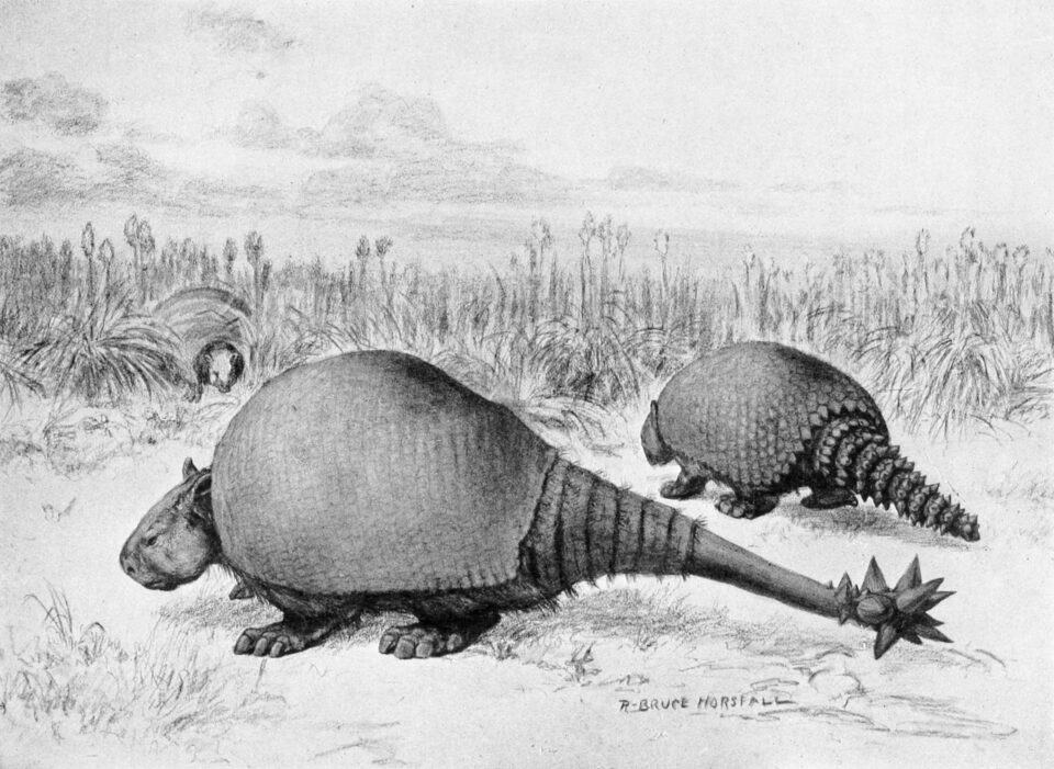 Scientists Stunned by the Largest 20,000-Year-Old Armadillo Fossils ...