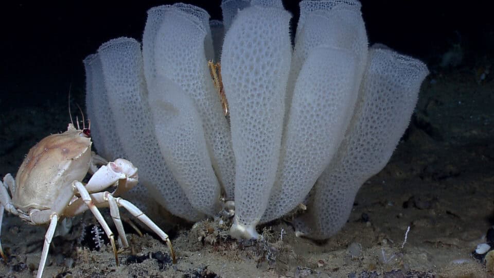 The Oldest Living Creature Found in the Ocean